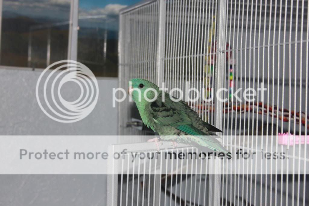 lineolated parakeets | Reptile Forums