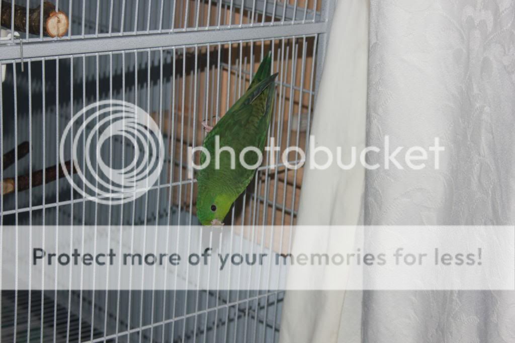lineolated parakeets | Reptile Forums