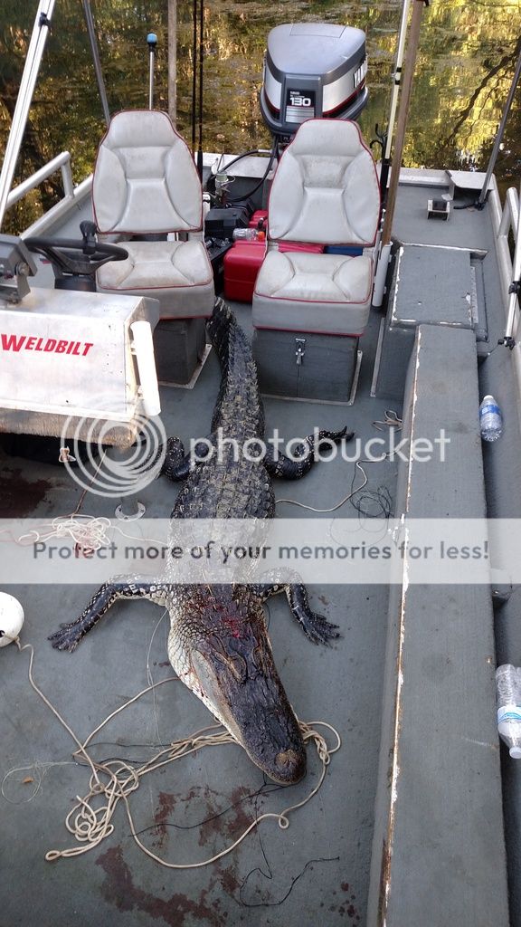 Lake Seminole Gator! | GON Forum