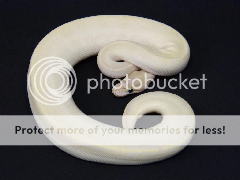 Multi Gene Royal Pythons | Reptile Forums