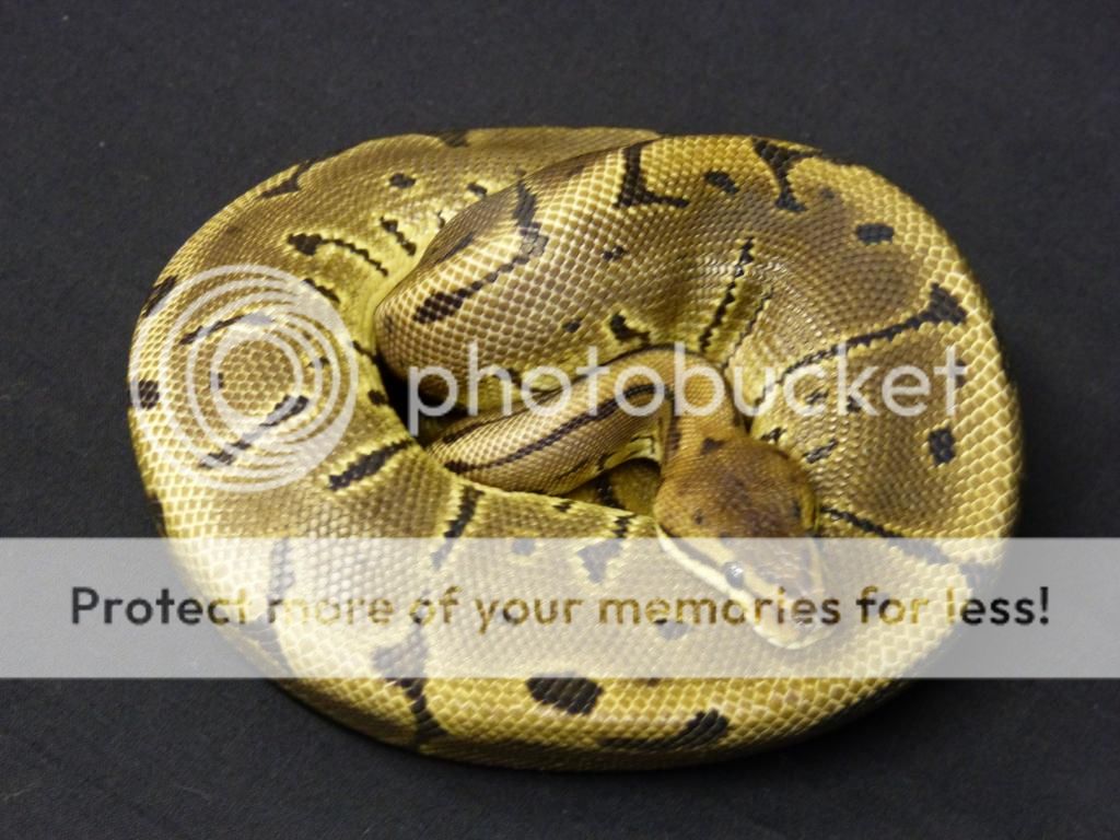 Multi Gene Royal Pythons | Reptile Forums
